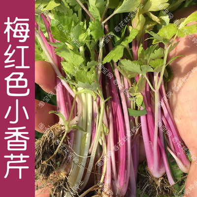 蔬菜阳台盆栽易种口感好小香芹