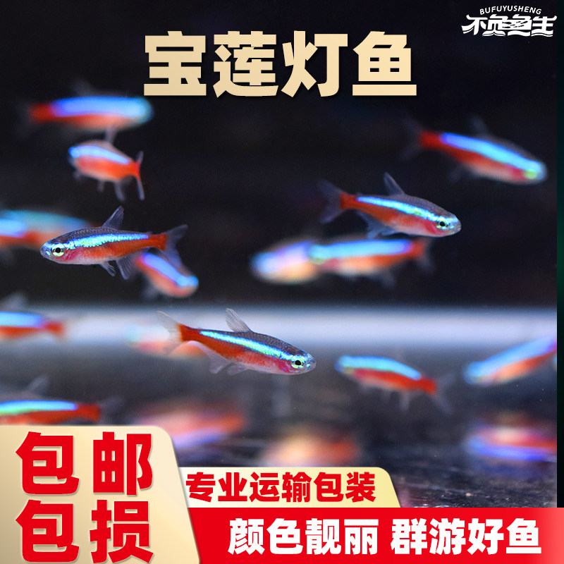 宝莲灯鱼红绿灯鱼灯科鱼热带鱼观赏鱼淡水小型鱼群游鱼水族活体鱼