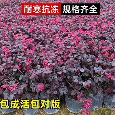 红叶小檗盆栽苗耐寒四季开花