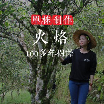 单株【火烙】100年古树 香韵独特 汤感醇和顺滑 特级凤凰单丛
