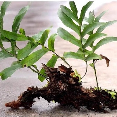 新鲜野生岩生姜良姜防脱生发