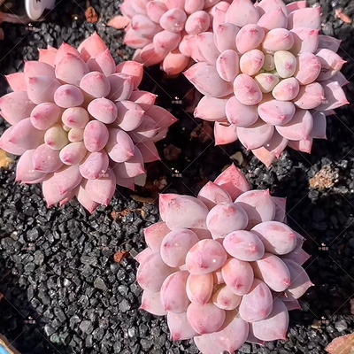 叶植庭【品种名：萌多莉】一物一拍 昆明发货