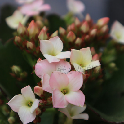 单瓣梦幻带花苞七彩糖条长寿花室内阳台花卉盆栽花期长多肉植物