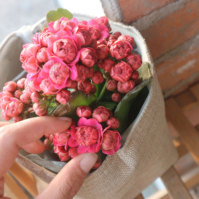 大花惊艳唐卡长寿花四季阳台