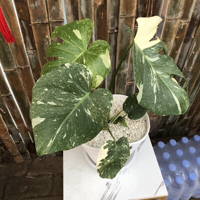 洒金ins风龟背竹网红进口绿植盆栽室内阳台观叶植物好养多年