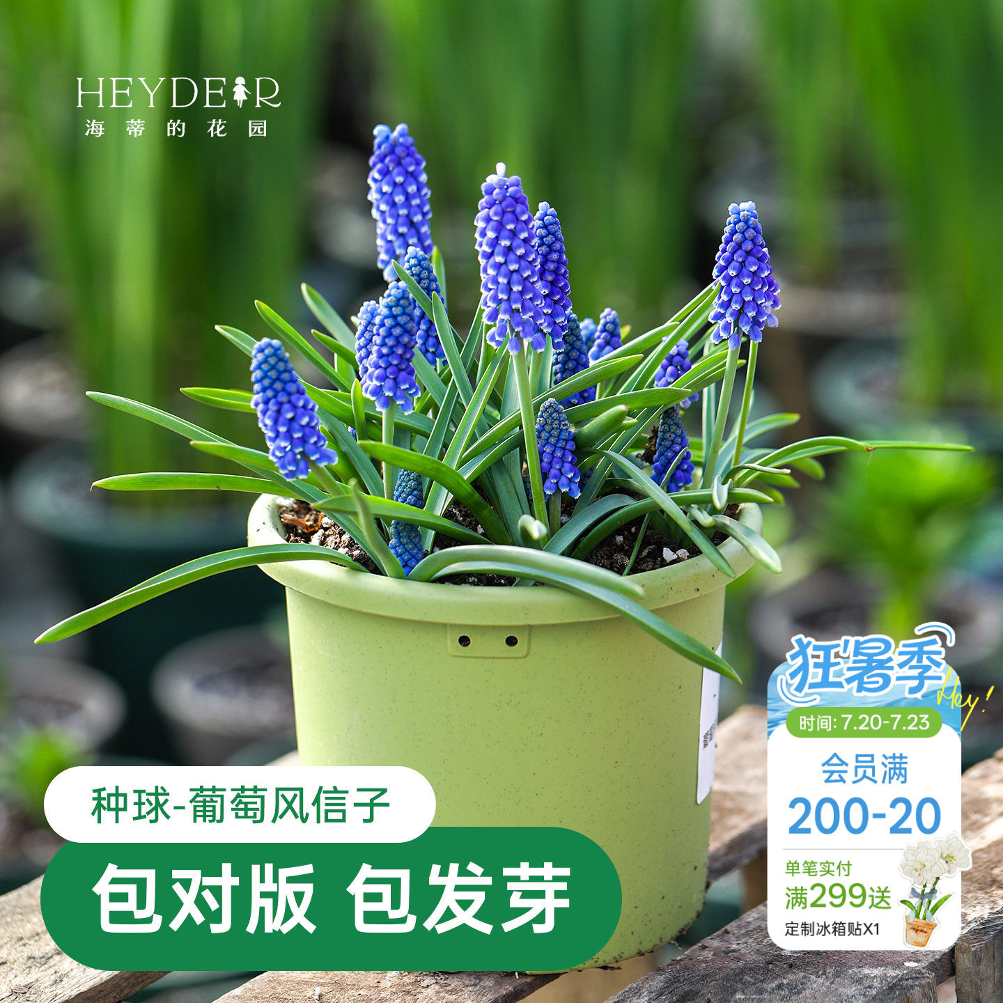 海蒂的花园葡萄风信子种球花卉多年生盆栽植物好养易复花球根裸球