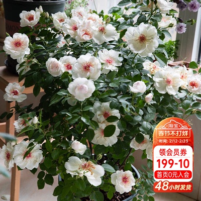 海蒂的花园杰奎琳杜普蕾直立月季