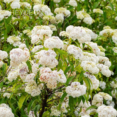 绣球金山新品乔灌木花卉植物