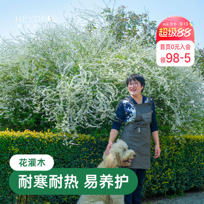 海蒂的花园雪柳鲜枝喷雪花树苗黄金喷泉绣线菊耐寒耐冻灌木植物