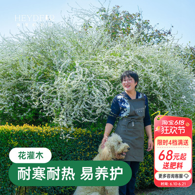 海蒂的花园雪柳鲜枝喷雪花树苗黄金喷泉绣线菊耐寒耐冻灌木植物
