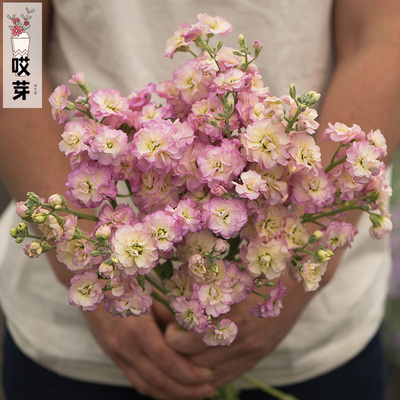 进口切花紫罗兰种子 彩虹方糖 Quartet Rainbow 庭院盆栽鲜花材