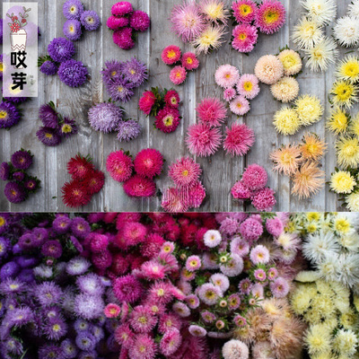 进口切花翠菊种子合集 小夜曲 Serenade 四季庭院阳台盆栽花卉