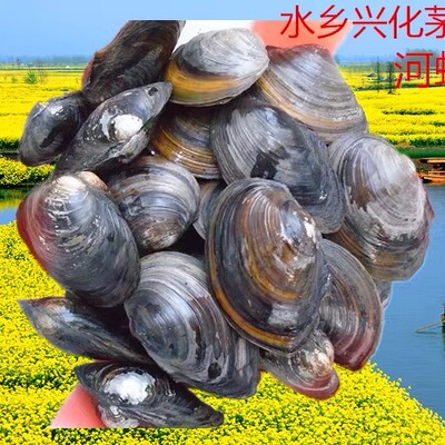 新鲜大河蚌肉 味道鲜美水产品 河蚌 带壳野草蚌河歪歪包活