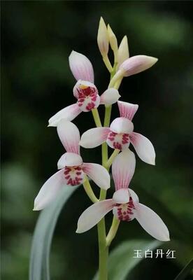 玉白丹红 建兰四季兰名品仙气优美 香气清新