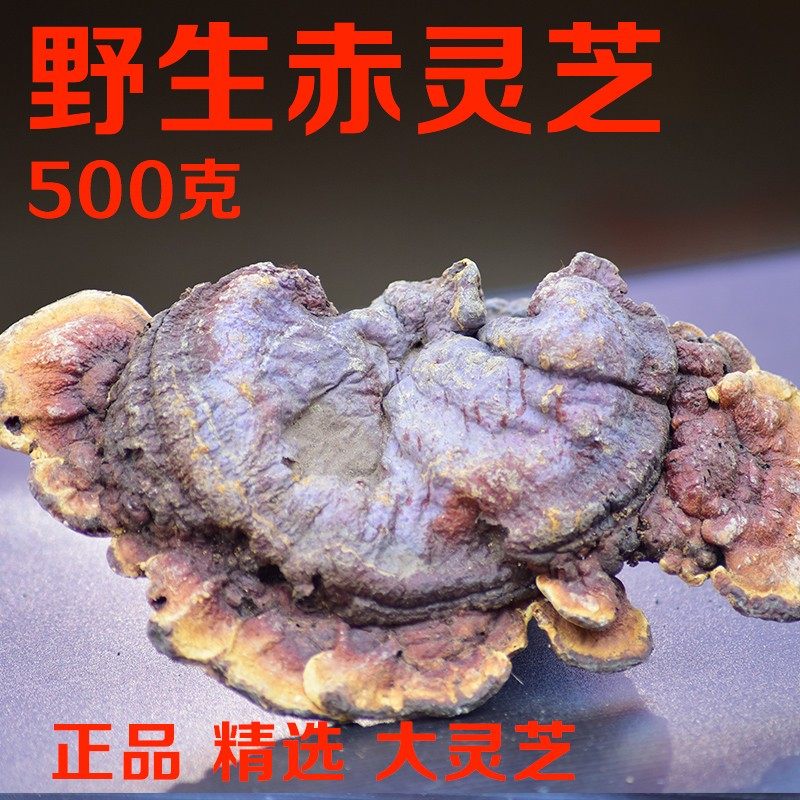 正品野生灵芝大灵芝整枝赤灵芝切片打粉黄灵芝紫灵芝500克
