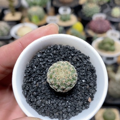 92号实生白子法师1.8cm