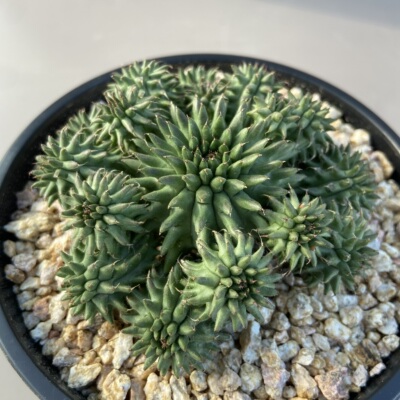 1258号实生海胆大戟群生9.5cm