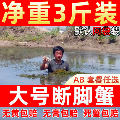 金陵蟹香固城湖鲜活断脚蟹残蟹