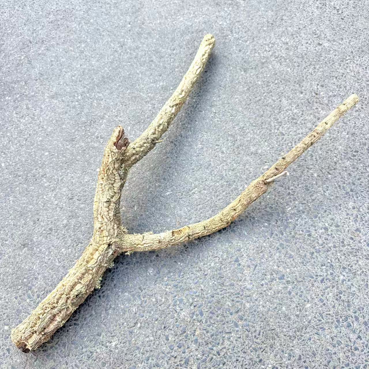 葡萄牙软木进口香槟树皮爬宠箱爬虫箱天然树洞造景躲避雨林缸鱼缸