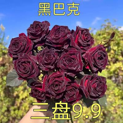 黑巴克月季花苗 扦插/阳台庭院黑红色庭院阳台盆栽杯型切花