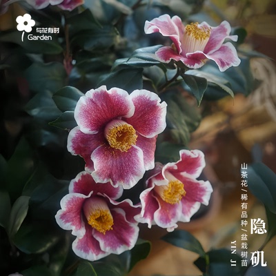 隐矶山茶花树苗盆栽紫红日本