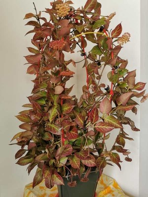 球兰春夏阳台卧室客厅