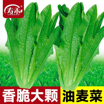 大棵颗油麦菜种子四季青菜种籽菜籽盆栽籽种菜春秋种孑籽种米香