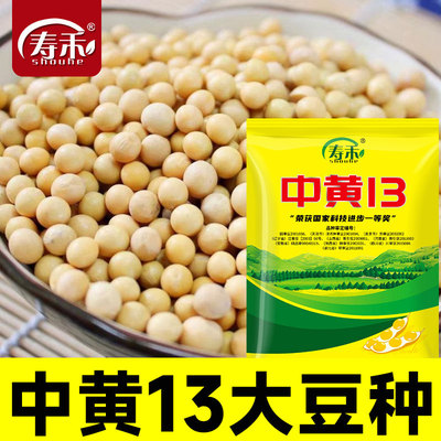 中黄13黄豆种子大豆新老品种高产特大早熟毛豆粒大夏季蔬菜籽种孑