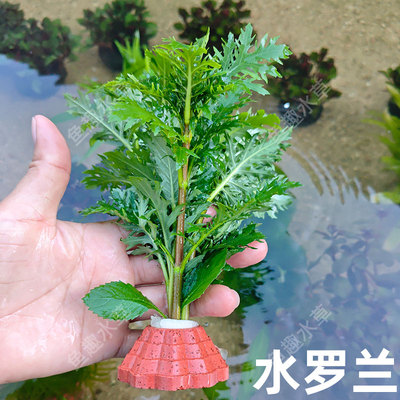 水罗兰带底座无需底沙净化水质增氧前中景鱼缸古法缸造景无需CO2