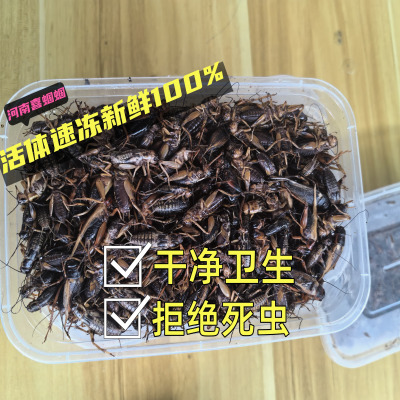 喜多多黑白蟋蟀速冻盒装
