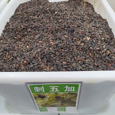 刺五加种子野生恩平簕菜苦刺心三叶五加苦甘菜榄树菜白簕花野菜籽