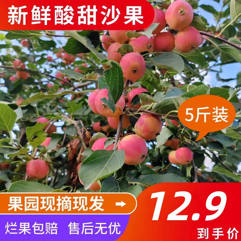 内蒙沙果新鲜 赤峰农家酸甜沙果非123小苹果东北K9海棠果孕妇水果
