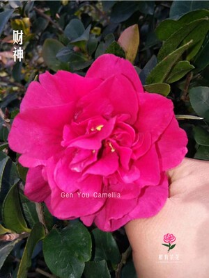 美国经典带香味茶梅品种财神（Bonanza )带花苞阳台绿植盆栽花卉