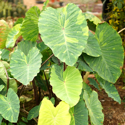 海芋阳台窗台净化空气