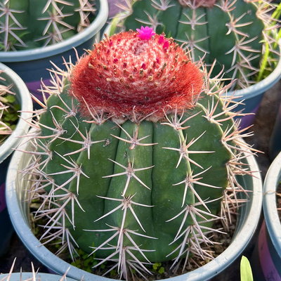 仙人球锦云层云庭院造景