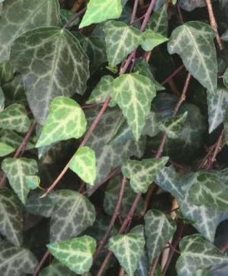 常春藤   塞浦路斯  Hedera cypria  稀有品种