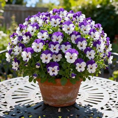 角堇三色堇盆栽花卉花苗带盆耐寒花期长阳台庭院观赏植物爆花