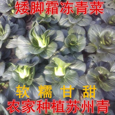 苏北矮脚青菜霜冻新鲜绿色蔬菜