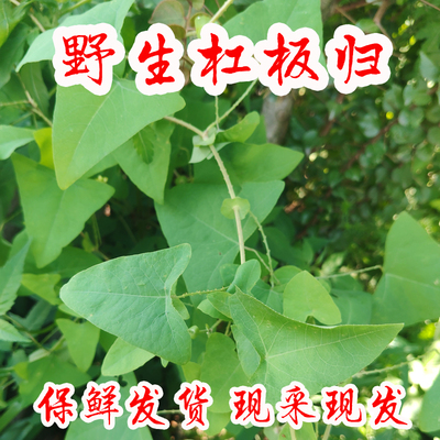 野生新鲜杠板归原生现采中草药