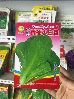 青梗小白菜种子速生无毛易种