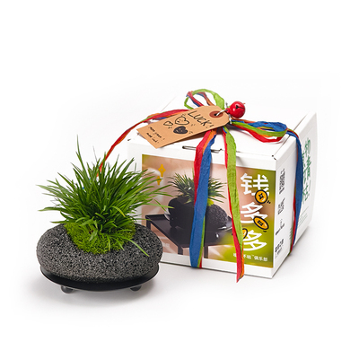 菖蒲茶室办公桌面享受茶宠时光