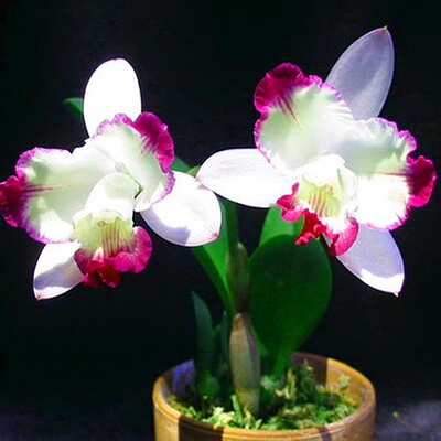 大花卡特兰浓香洋兰花苗盆栽