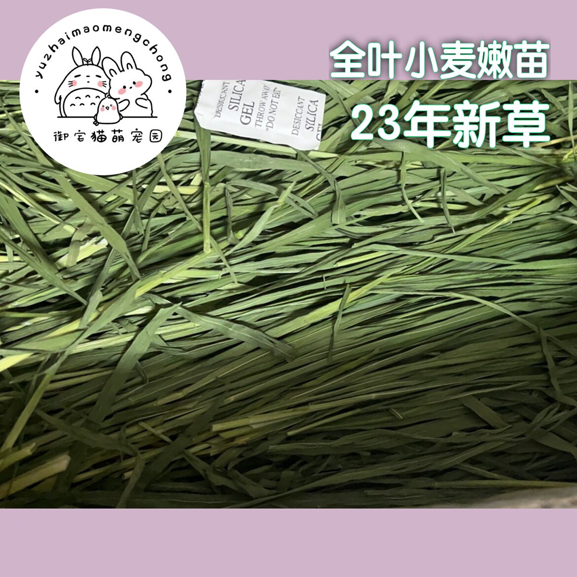 包邮2026年优质小麦嫩苗兔子龙猫荷兰猪小麦草适口性好香绿净500g