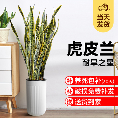 高脚虎皮兰盆栽金边虎尾兰高叶大型植物室内客厅办公室绿植盆景