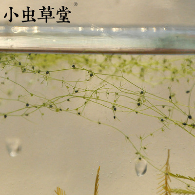 丝叶狸藻 黄花南方食虫植物捕虫草水生捕水生物绿植小虫草堂水培