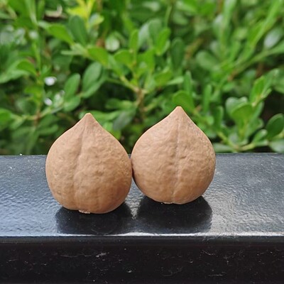 小众稀缺姬宝核桃天然水滴心形工整无修皮质致密油润盘玩收藏佳品
