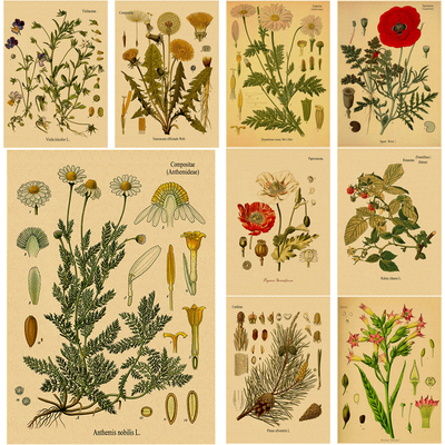 Retro Botanical Prints Flower Illustration Vintage Posters