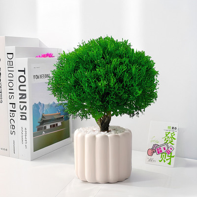 雾凇放青松绿植室内桌面四季常青懒人好养活小盆栽净化空气北欧风