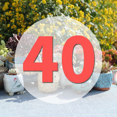 直播阳台美观多肉植物