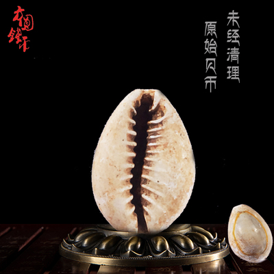夏商周时期大型天然原始贝币